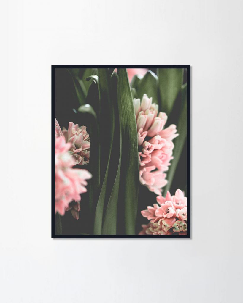 รูปภาพพร้อมกรอบแขวนผนัง Pink hyacinth flowers - PENNELLO