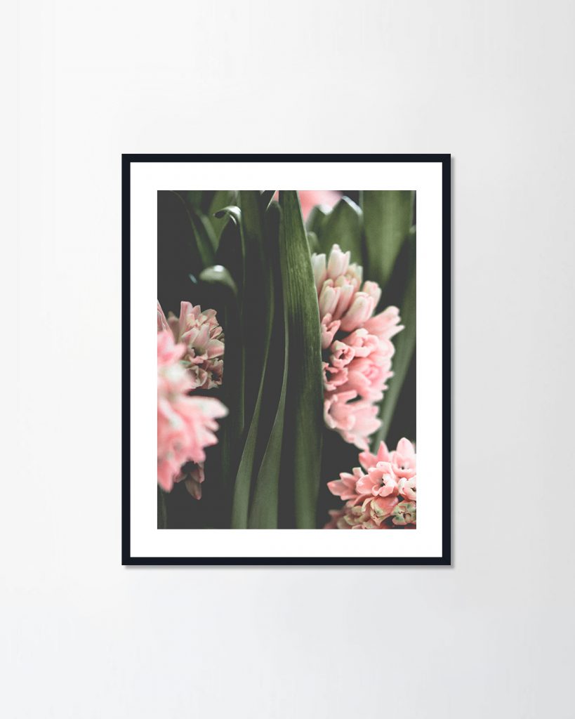 รูปภาพพร้อมกรอบแขวนผนัง Pink hyacinth flowers - PENNELLO